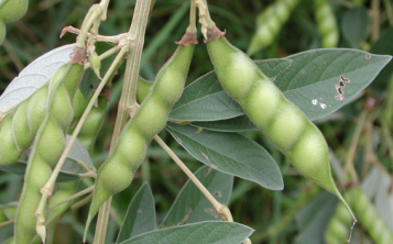 Festival del Gandul - Villalba | Sal.pr